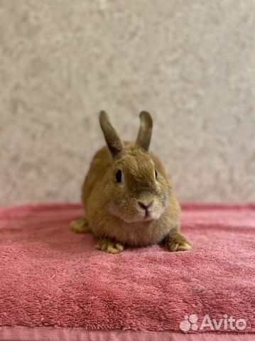 Кролик декоративный девочка