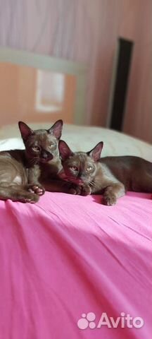 Бурманские котята