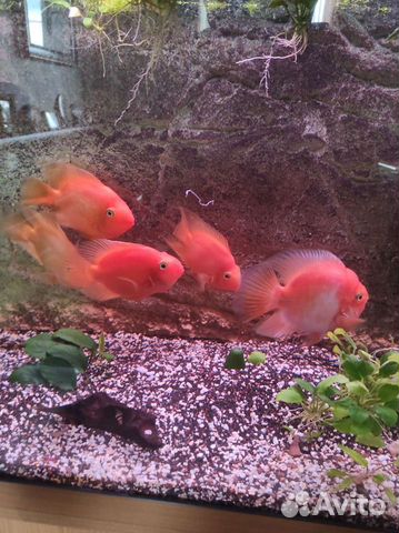 Рыба Цихлиды Попугай Красный