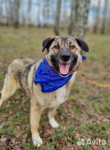 Собака в добрые руки