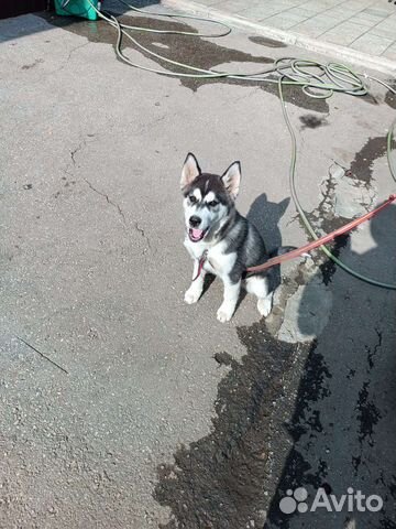 Хаски мальчик щенок