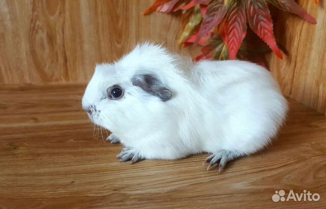 Морская свинка. Мальчик