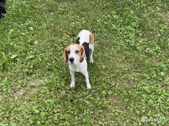 Найдена собака Сомово-Боровое, девочка бигль