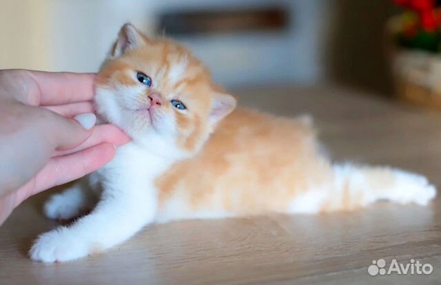 Британская девочка красный биколор