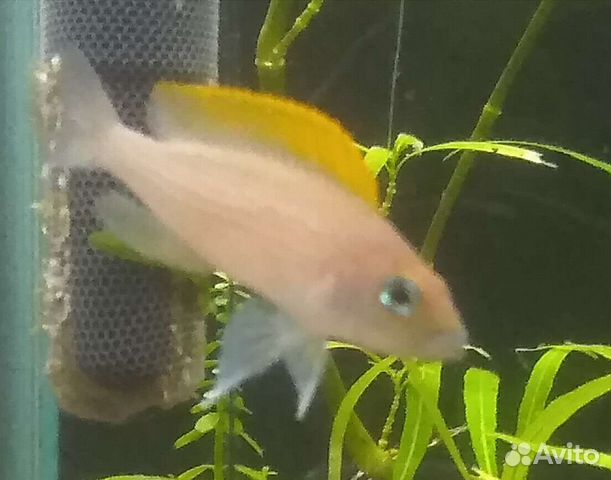 Лампрологус Каудопункдатус