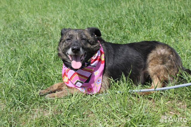 Собака из приюта в добрые руки