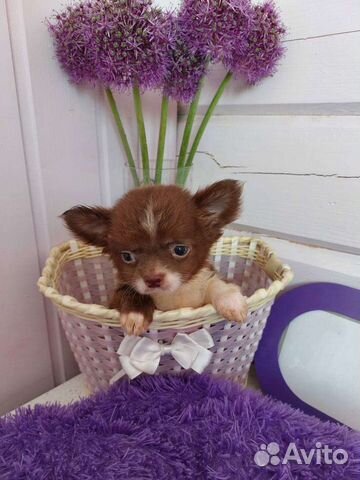 Девчушка веселушка