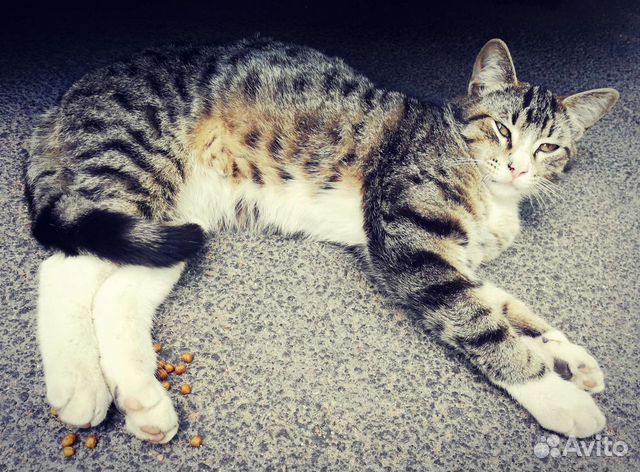 Котенок Марсель