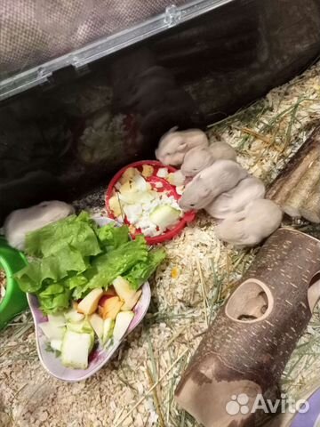 Сирийский хомяк в добрые руки