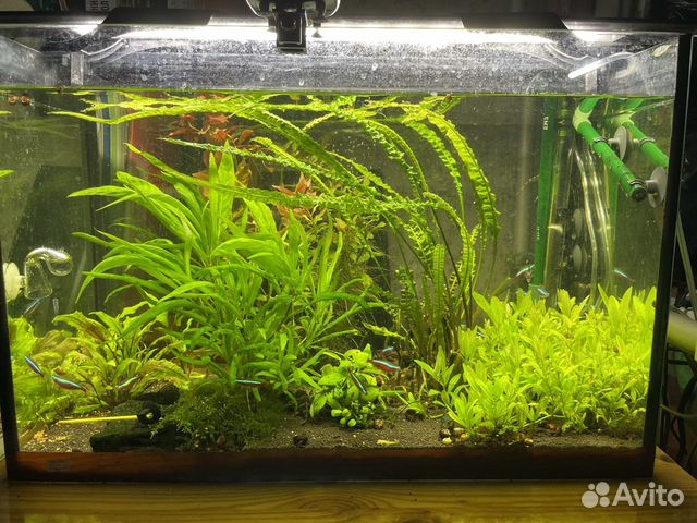 Аквариумные рыбки, неоны, апистограммы, коридоросы