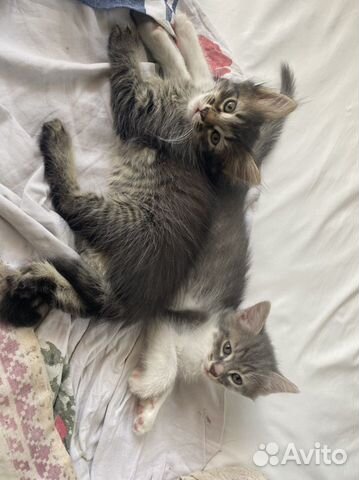 Руский красавец