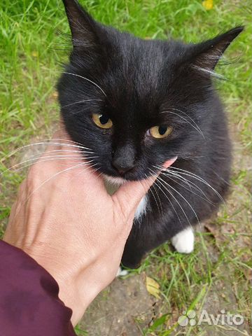 Грустная кошечка Фиби