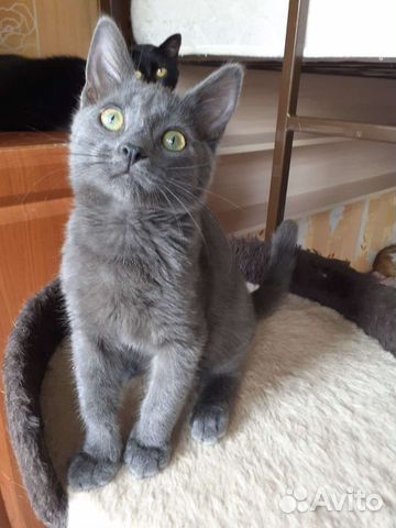 Котёнок