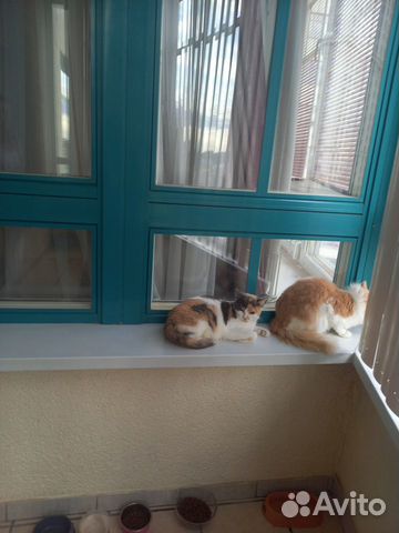 Неразлучники котик и кошечка