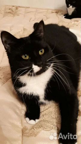 Кошечка в добрые руки