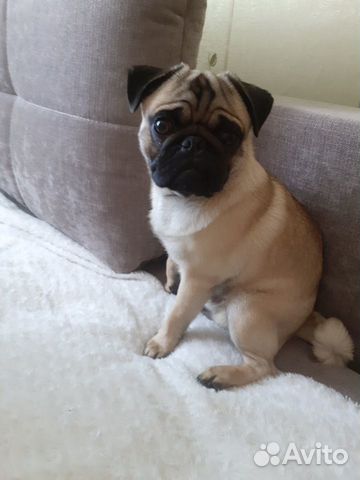 Мопс 11 месяцев