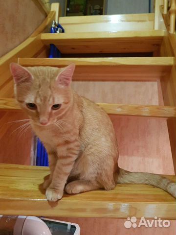 Рыжий котенок в добрые руки