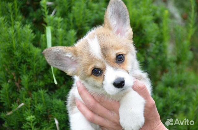 Щенки вельш-корги пемброк