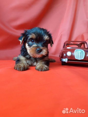 Йоркширский терьер