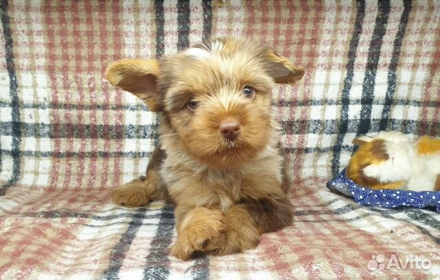 Девочки шоко мерле, мерле, шоколад