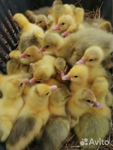 Гусята Датский Легарт 3 суток