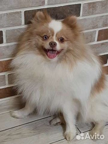 Немецкий цвергшпиц (померанский)