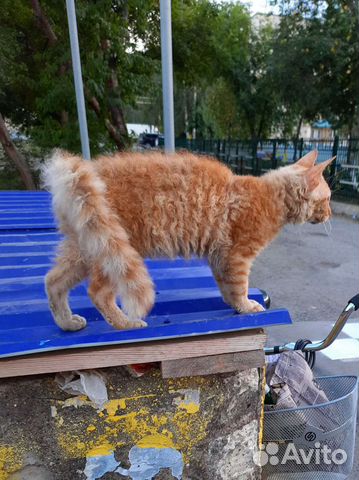 Кудрявый котенок 5 мес