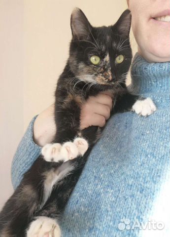 Молодая стерилизованная кошечка, спасена с улицы