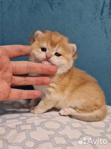 Британский котенок, золотая шиншилла