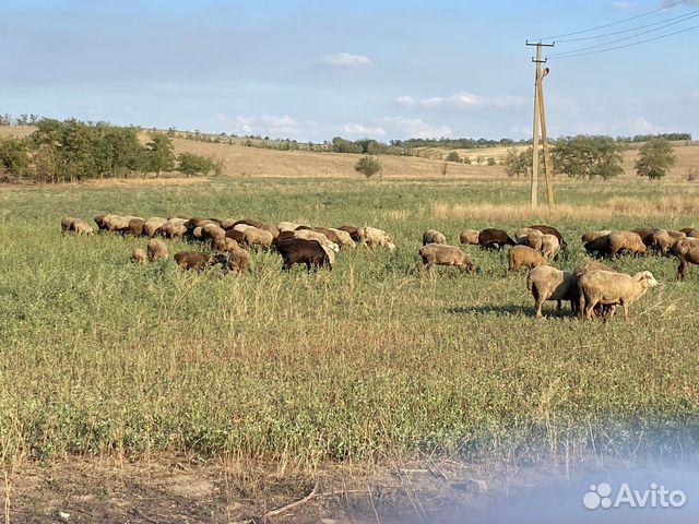 Продаются бараны 160 голов