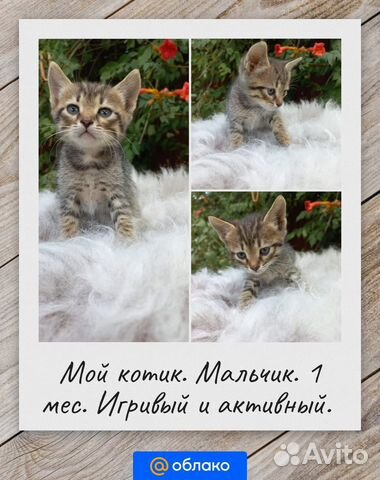 Котята в добрые руки даром
