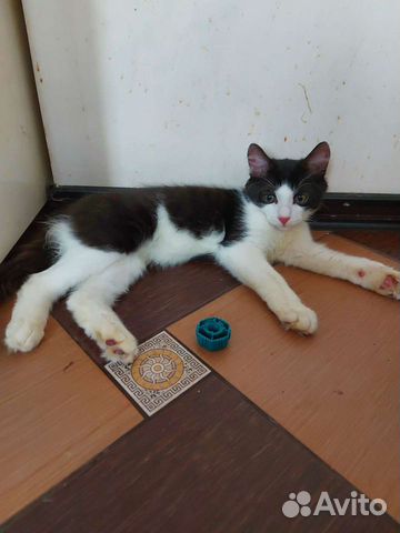 Котенок в дар 2,5 месяца мальчик