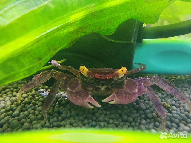 Краб вампир