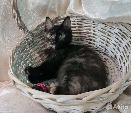 Кошечка в добрые руки