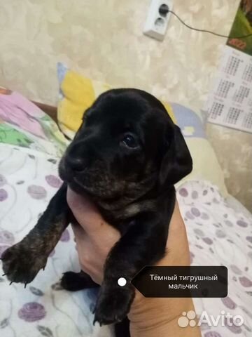 Такса оригинального окраса