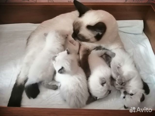 Очаровательные тайские котята