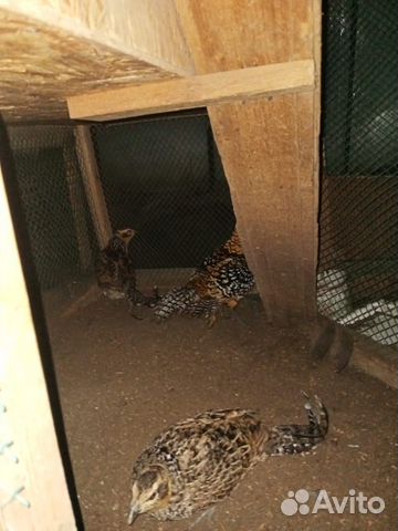 Королевские фазаны