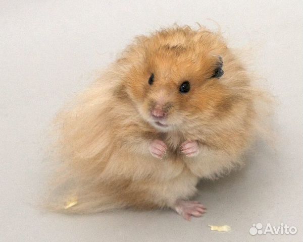 Хомяк Сирийский Длинношерстый