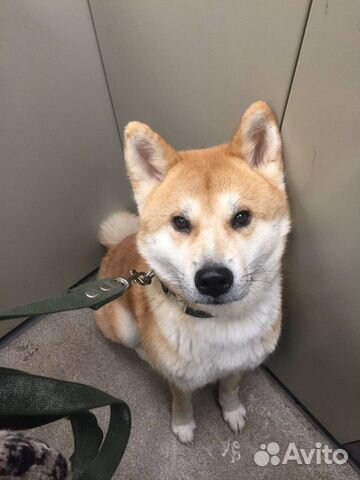 Акита в хорошую семью