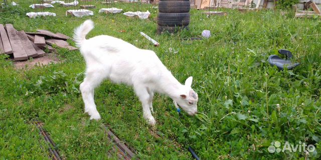 Козлик зааненский