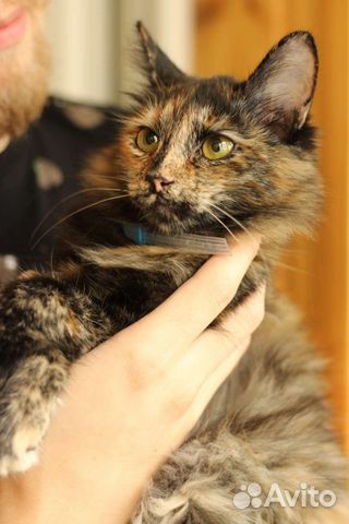 Кошки черепашки, пушистая и гладкая, ищут дом