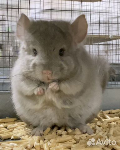 Шиншилла мальчик