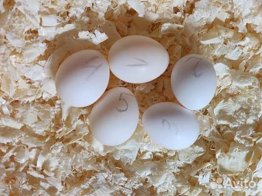 Яйца кореллы