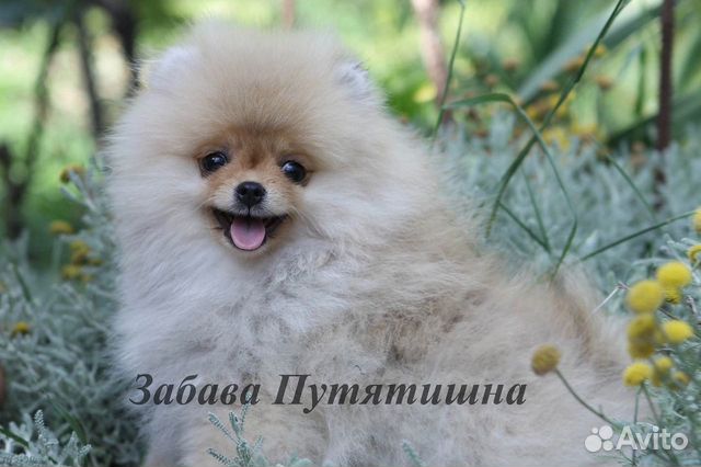 Девочка шпица кроха