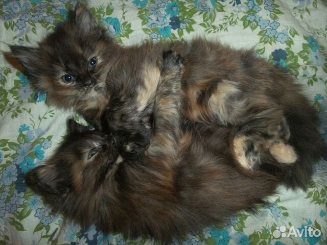 Потерялся коенок