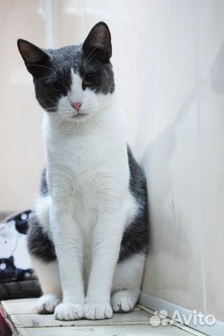 Котик мальчик Андрюша 1 год