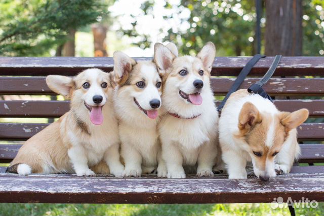 Щенки вельштерьера