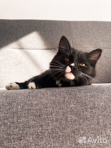 Котёнок в добрые руки