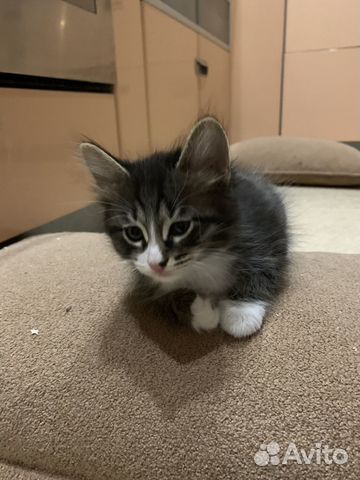 Котёнок ищет семью