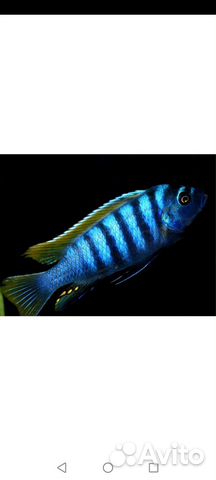 Отдам даром бесплатно рыбок